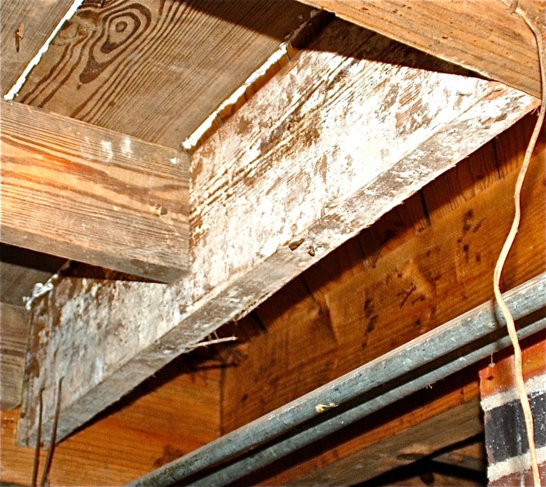 Mold - Why, How, Where and What to Know