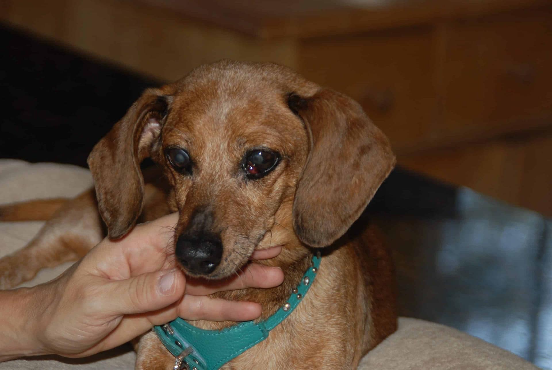 Dogs & Mold | Array of Solutions